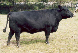 Blue Roan Cow | CattleToday.com - Cattle, Cow & Ranching Community