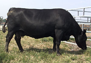 Blue Roan Cow | CattleToday.com - Cattle, Cow & Ranching Community